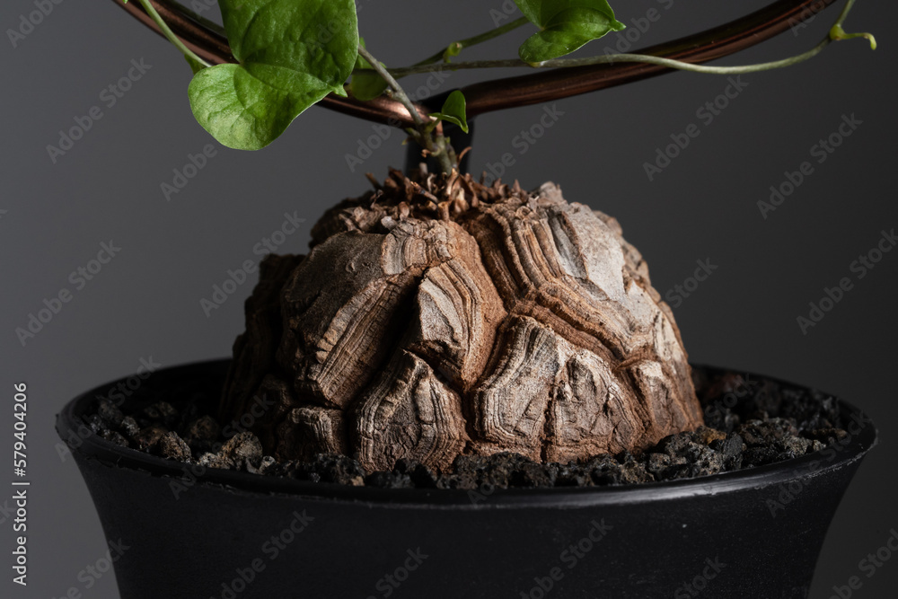 Dioscorea Elephantipes plant close up on the caudex woody body cracking ...