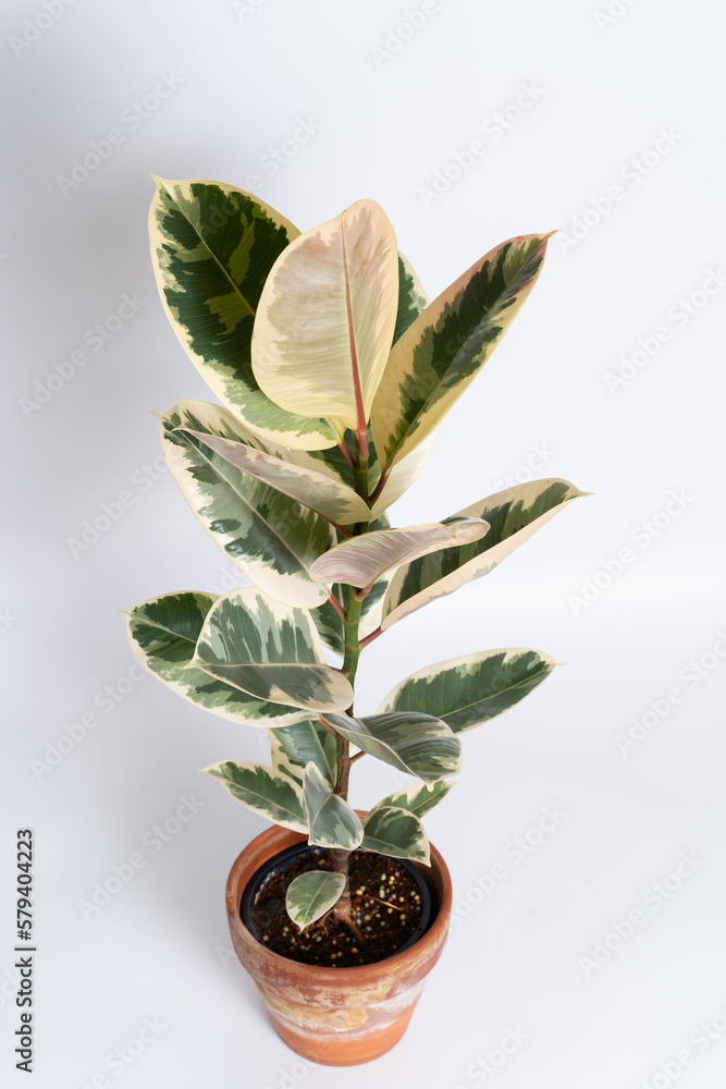 Ficus Elastica Tineke aka Rubber Fig variegated plant on terracotta pot ...