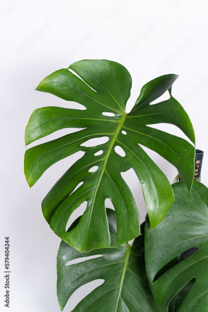 Monstera Deliciosa leaf close up with isolated white background ...