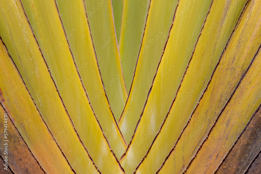 Selective focus of the core of leaf stalk and trunk, Ravenala is a ...