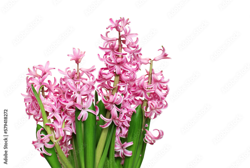 pink hyacinth on a transparent background, png Stock Photo | Adobe Stock