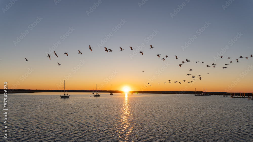 Sunset and flock of American white ibis on the St. Marys River, border ...