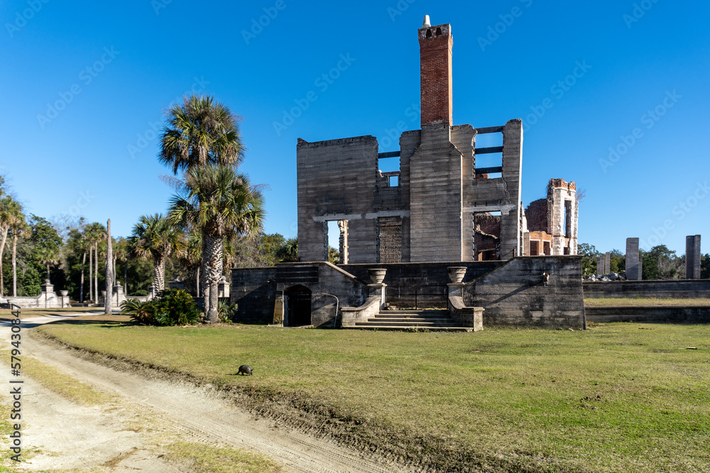 Nine-banded armadillo (Dasypus novemcinctus) at Dungeness mansion ruins ...