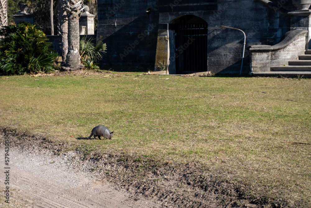 Nine-banded armadillo (Dasypus novemcinctus) at Dungeness mansion ruins ...