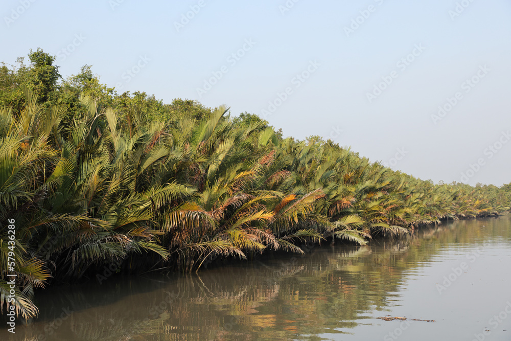 Typical nipa palm (Nipa fruticans).this photo was taken from Sundarbans ...