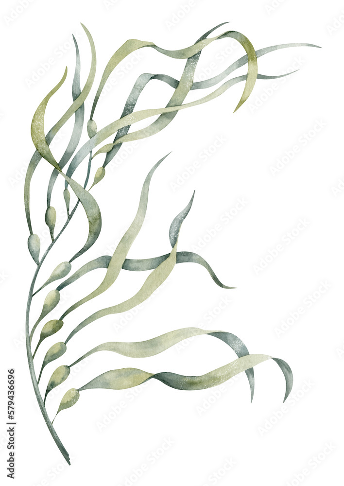 Watercolor illustration of underwater green Seaweed. Drawing of ...