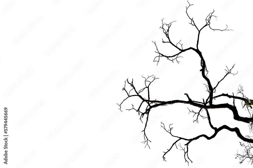 Dead branches isolated , Silhouette dead tree or dry tree on white ...