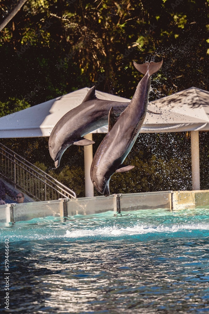 Bottlenose Dolphins Doing Tricks