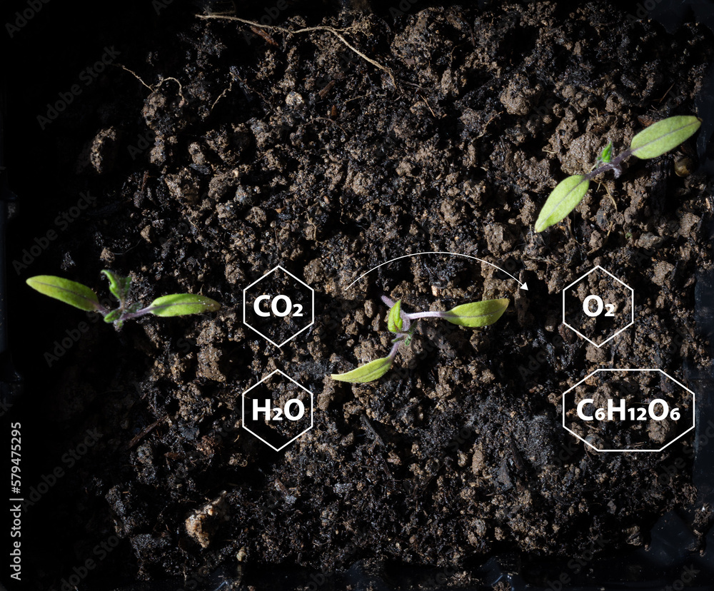 The chemical symbols of elements utilized in photosynthesis have been ...