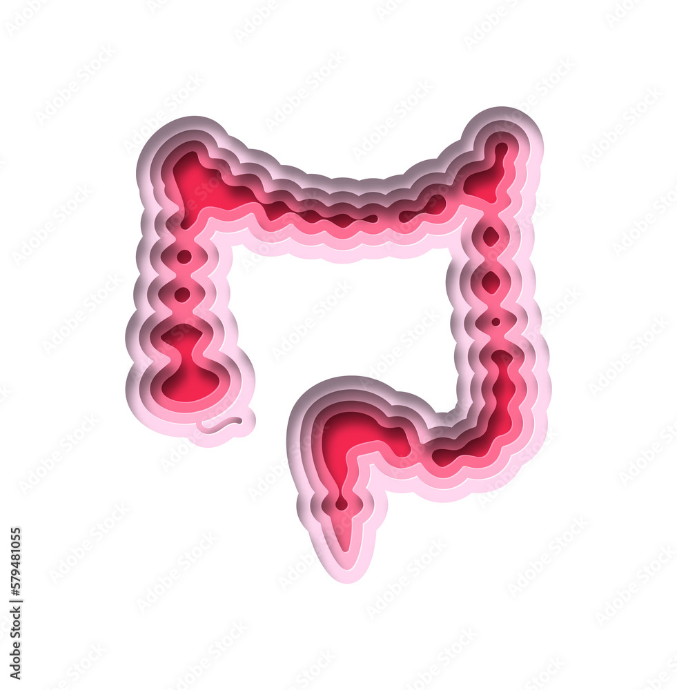 Realistic 3D paper cut human large intestine illustration. Layered ...