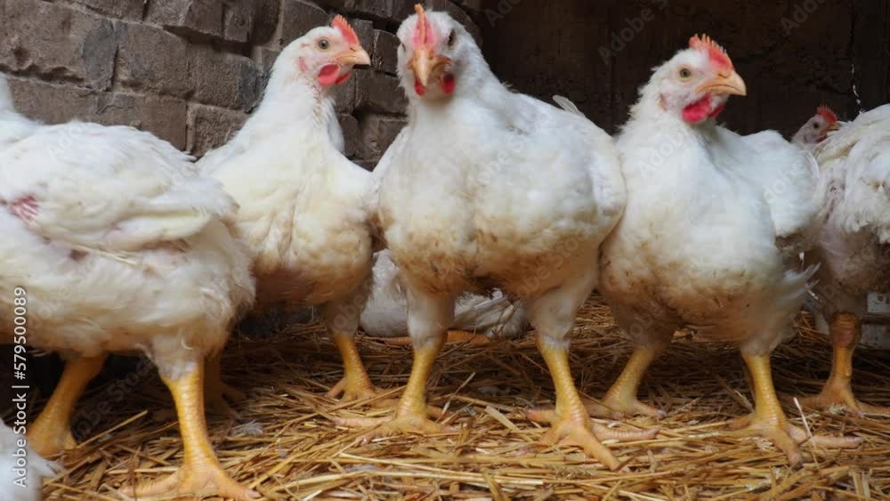 White hens with red scallops in a rural chicken coop. Chicken ...