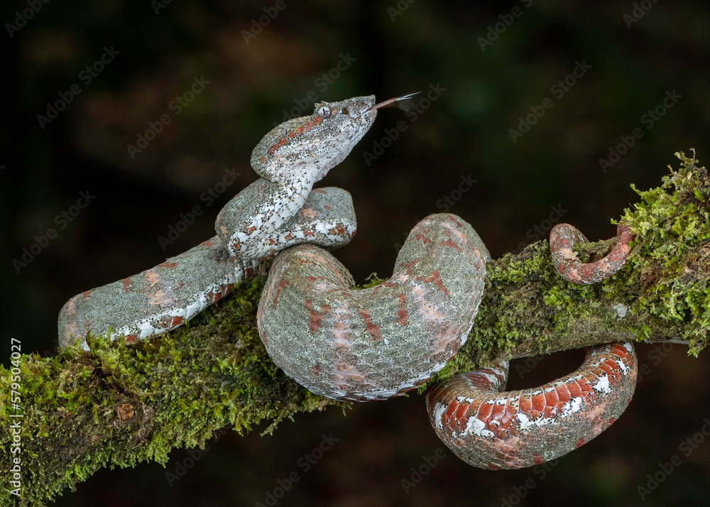 Eyelash Pit Viper (pink Morph), (Bothriechis schlegelii), Costa Rica ...