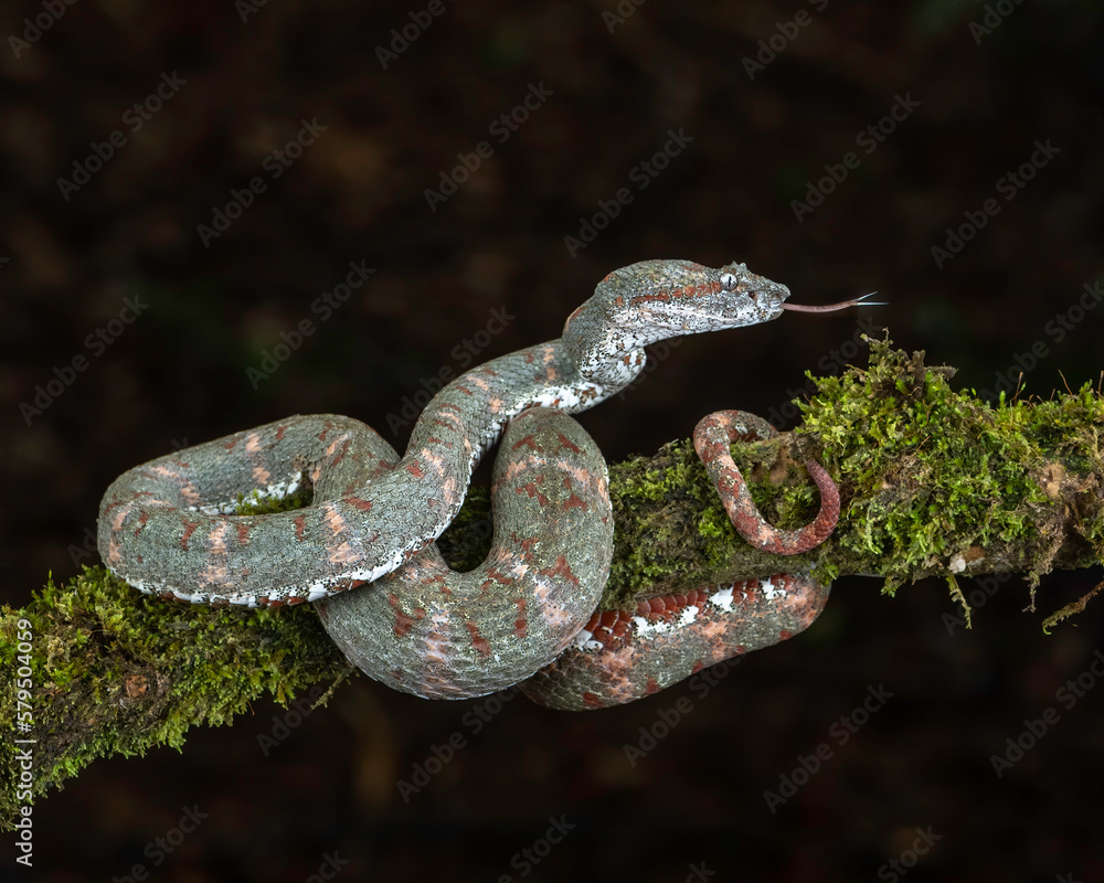 Eyelash Pit Viper (pink Morph), (Bothriechis schlegelii), Costa Rica ...