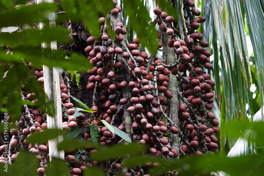 Moriche Palm tree with fruits (Mauritia flexuosa) Arecaceae family ...