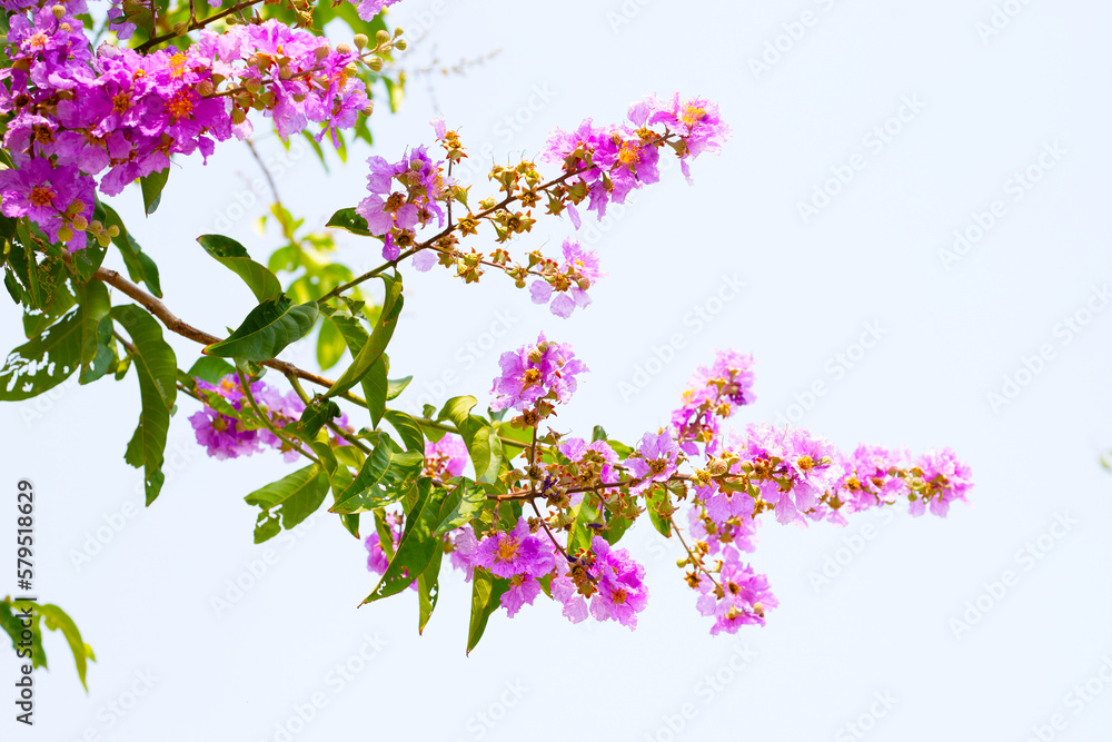 Inthanin bok tree flower (Lagerstroemia macrocarpa var macrocarpa ...