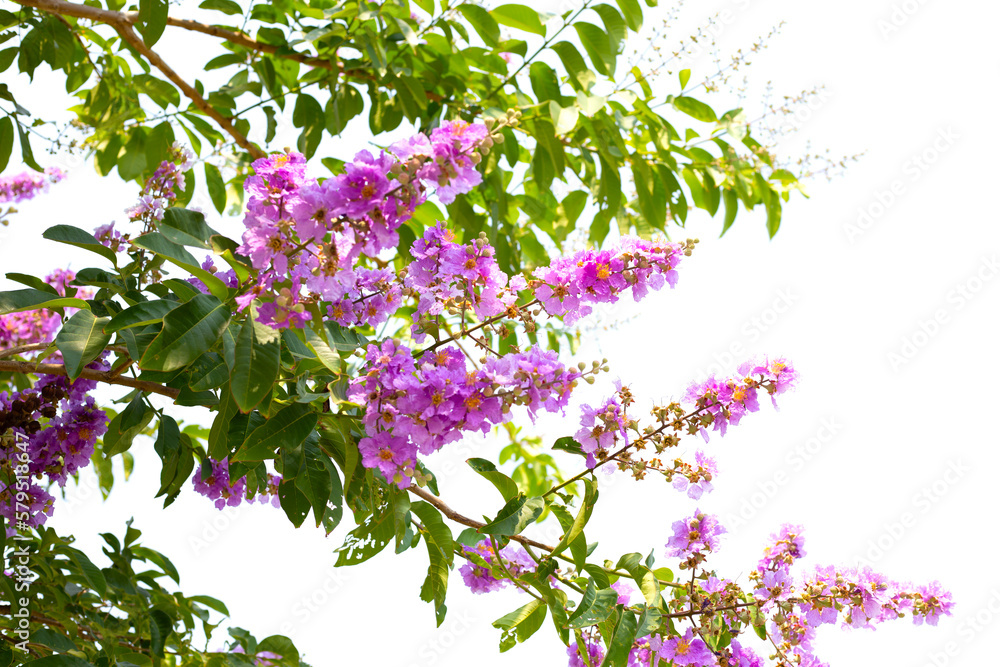Inthanin bok tree flower (Lagerstroemia macrocarpa var macrocarpa ...