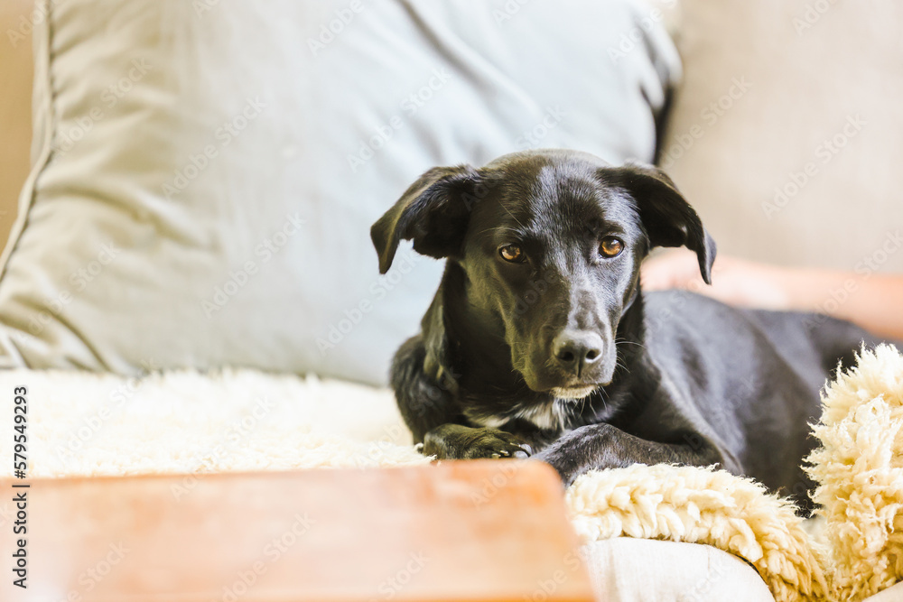 Black Labrador Mixed Breeds