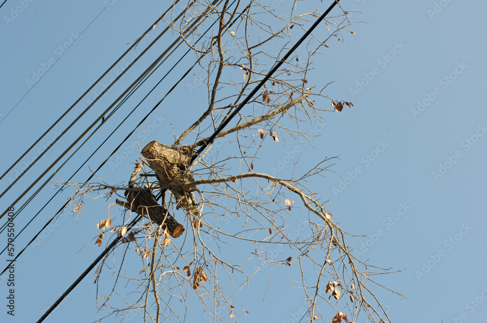Abstract Electric Wires Growth into Tree Limbs and branches with blue ...