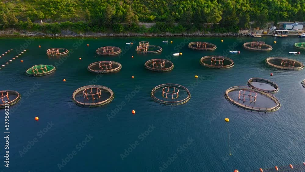 A sea farm on the coast, featuring circle-shaped net structures where ...