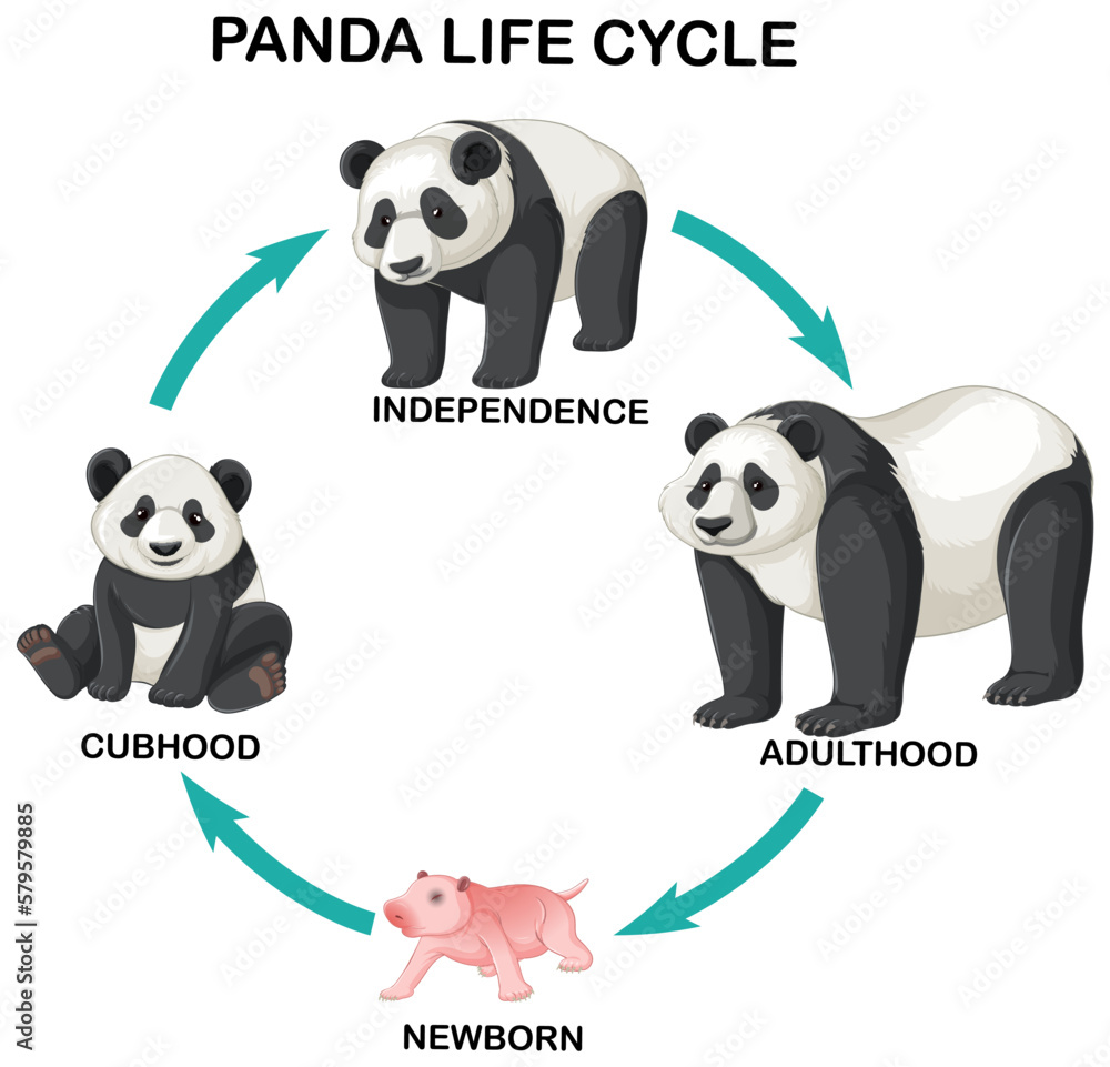Panda life cycle infographic Stock Vector | Adobe Stock