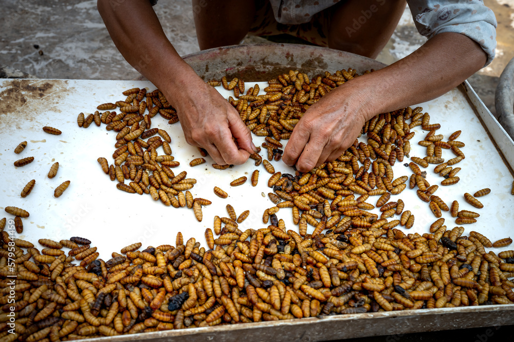 Silkworm Larvae Food