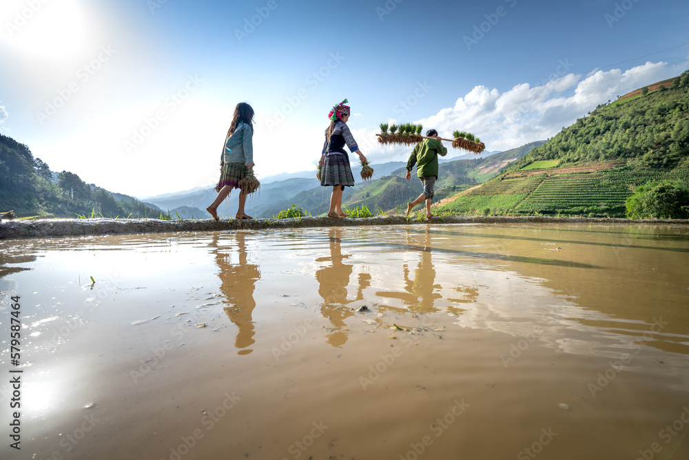 H'mong ethnic people work on rice fields in Mu Cang Chai, Yen Bai ...