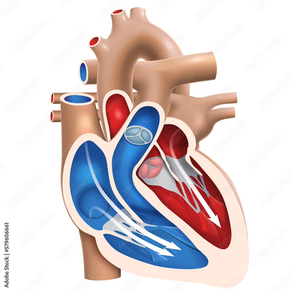 Cross-section of the human heart showing the blood-pumping function of ...