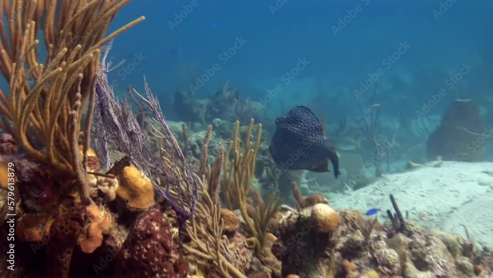 Underwater spectacle of coral reefs is magnificent. Coral reefs are ...
