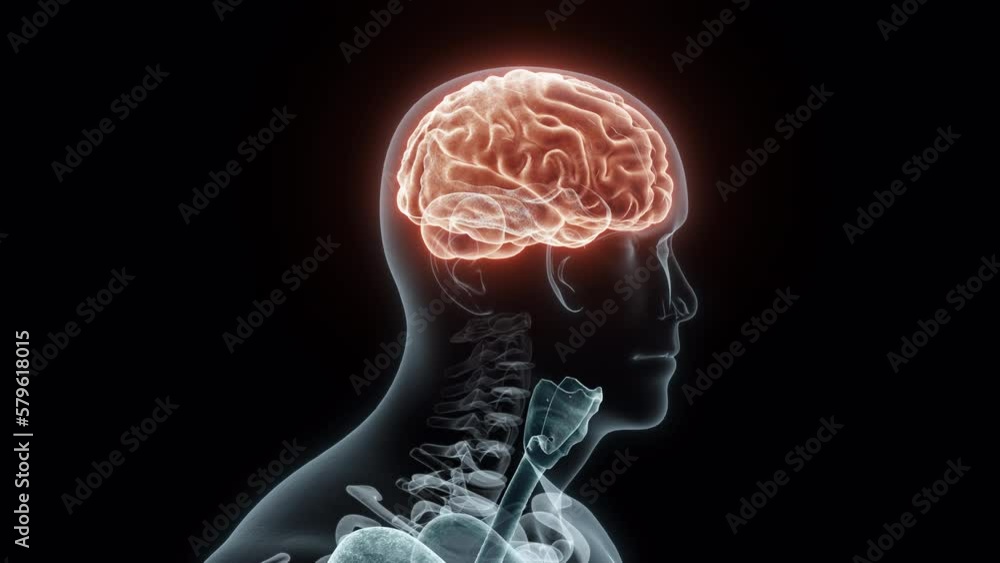 3D rendering Medical Animation of a Human Brain.X-ray of a Brain vídeo ...