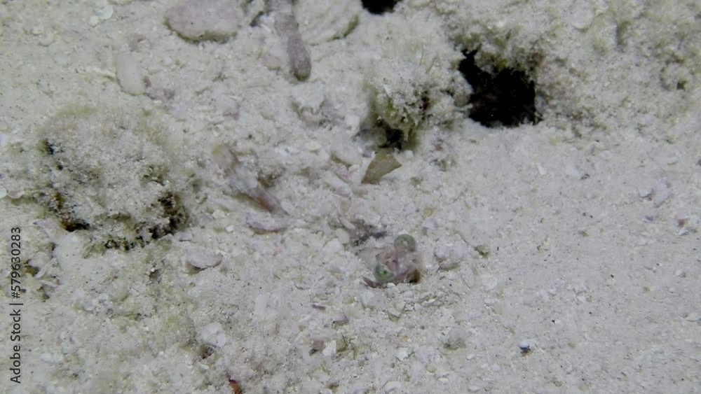 Marine life hiding in sandy bottom underwater close-up. Scientists are ...