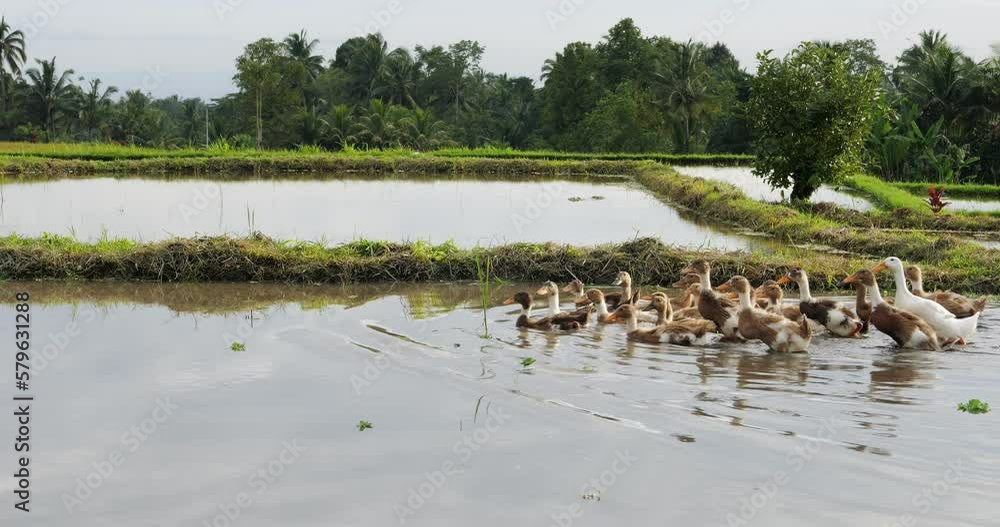 Flock of duck chicks running and swimming through an empty waterlogged ...