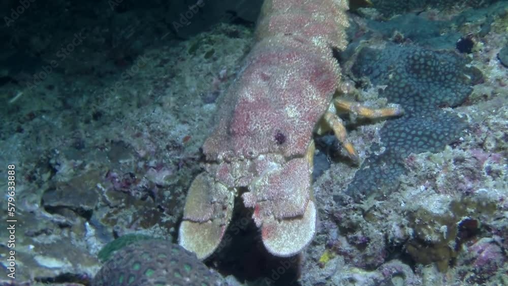 Close-up shot of massive lobster on coral bottom in underwater world ...