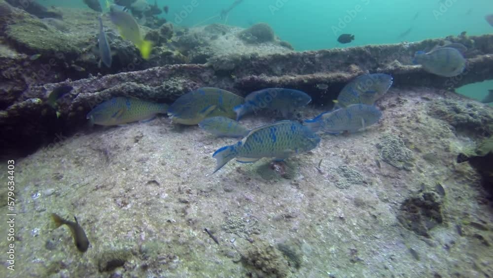 School of fish in clear waters is an amazing manifestation of beauty of ...