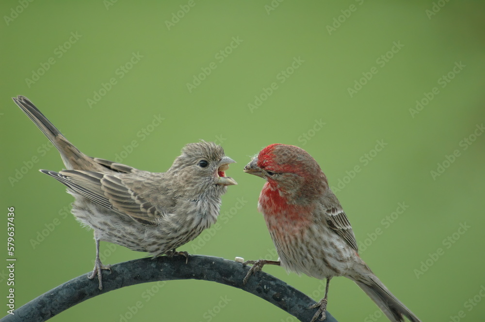 male and female house finches in a breeding courtship where the male ...