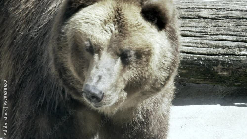 Brown bear is beautiful and quiet walks on land and sniffs plastic ...