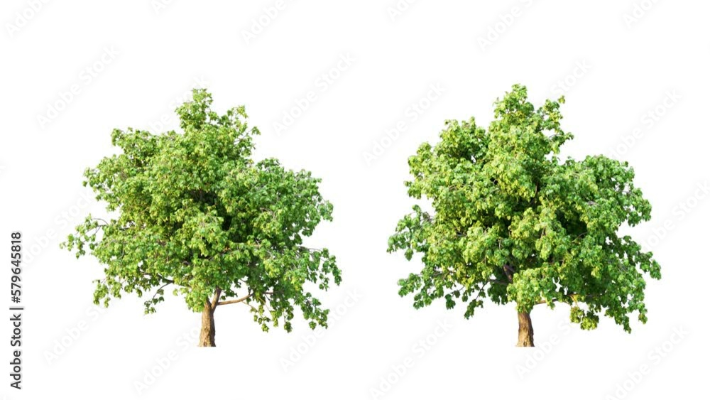 Vidéo Stock \Growing trees isolated with alpha.3D animation growth grow ...