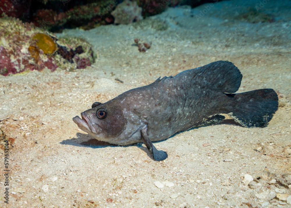 Greater Soapfish (Rypticus saponaceus) in Jardines de la Reyna, Cuba ...