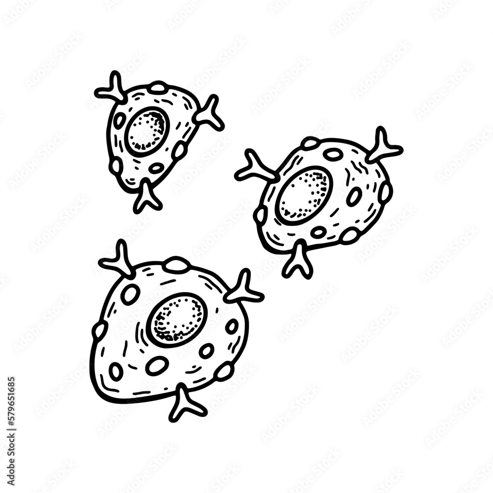 Mast cell isolated on white background. Hand drawn scientific ...
