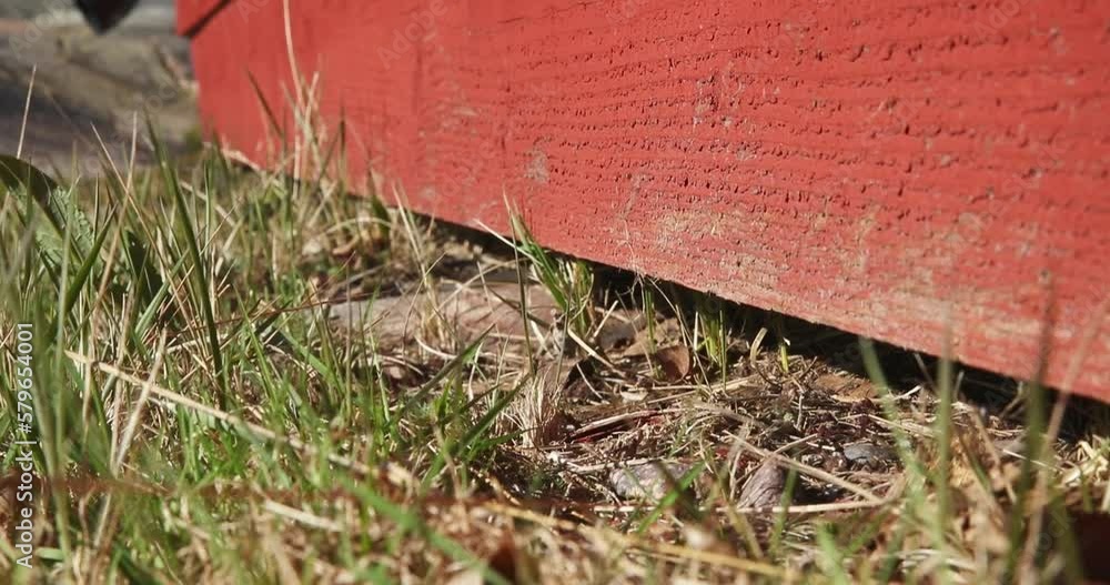 Grass snake (Natrix natrix), sometimes called the ringed snake or water ...