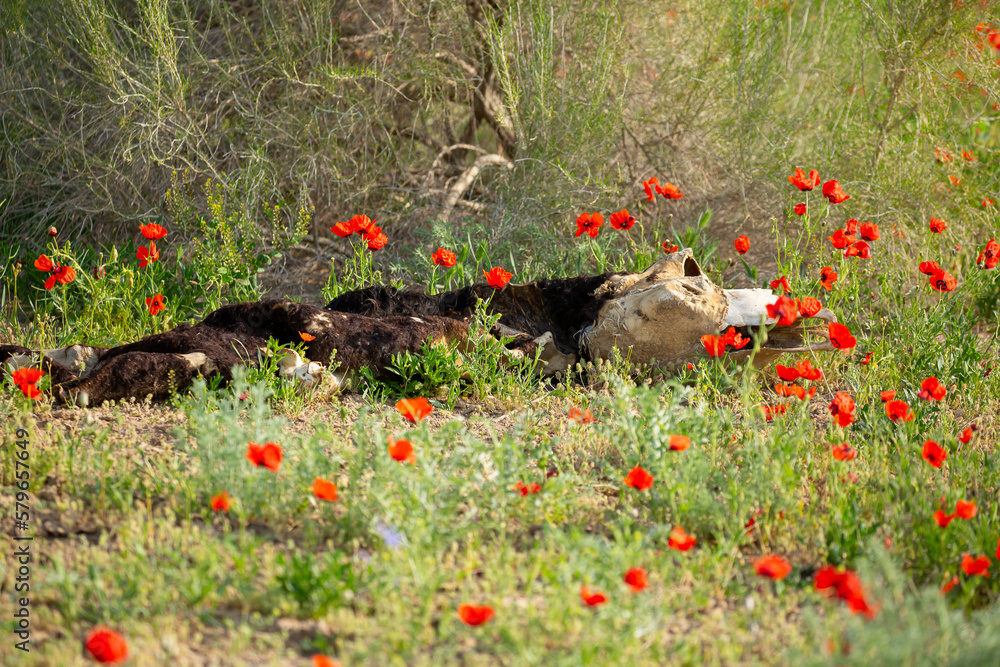 Loss of cattle. A dead rotting cow lies in the meadow. Pestilence in ...
