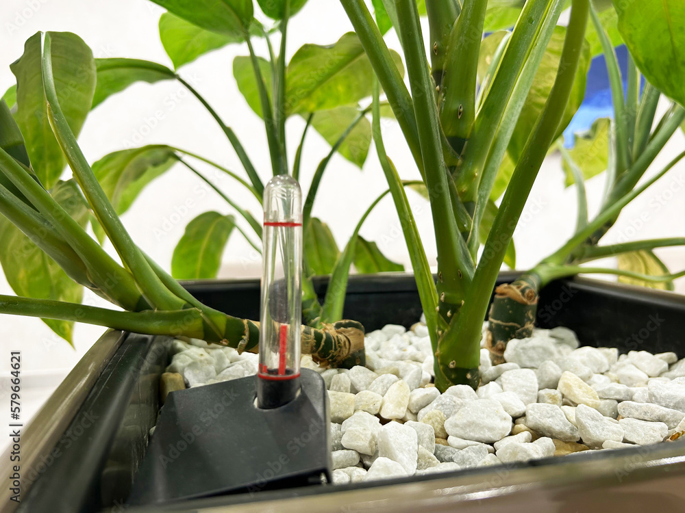 flower self watering system planter pot. houseplants in passive ...