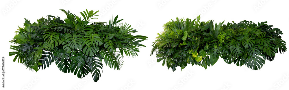 Plant leaves Green nature Tropical forest isolated on transparent ...