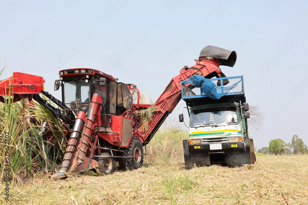 Sugar cane harvester in the field. Close up of fresh sugarcane ...