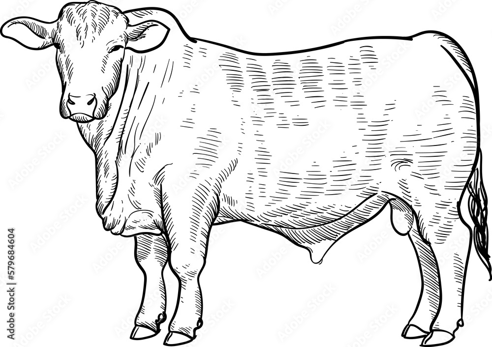 Vintage hand drawn sketch brangus brahman angus cattle (for more draw ...