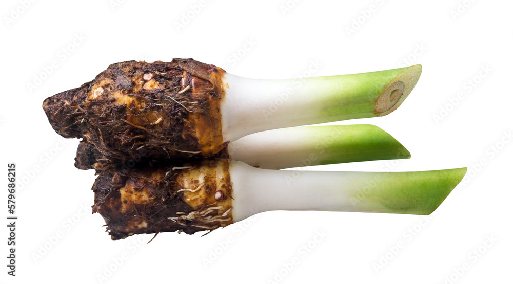 Three fresh taro roots in stack isolated on white background with ...
