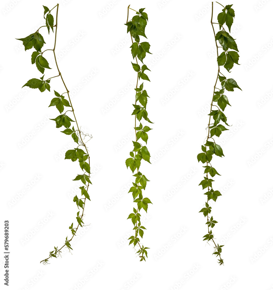selection of green leaves of a vine / hedera branch isolated on ...