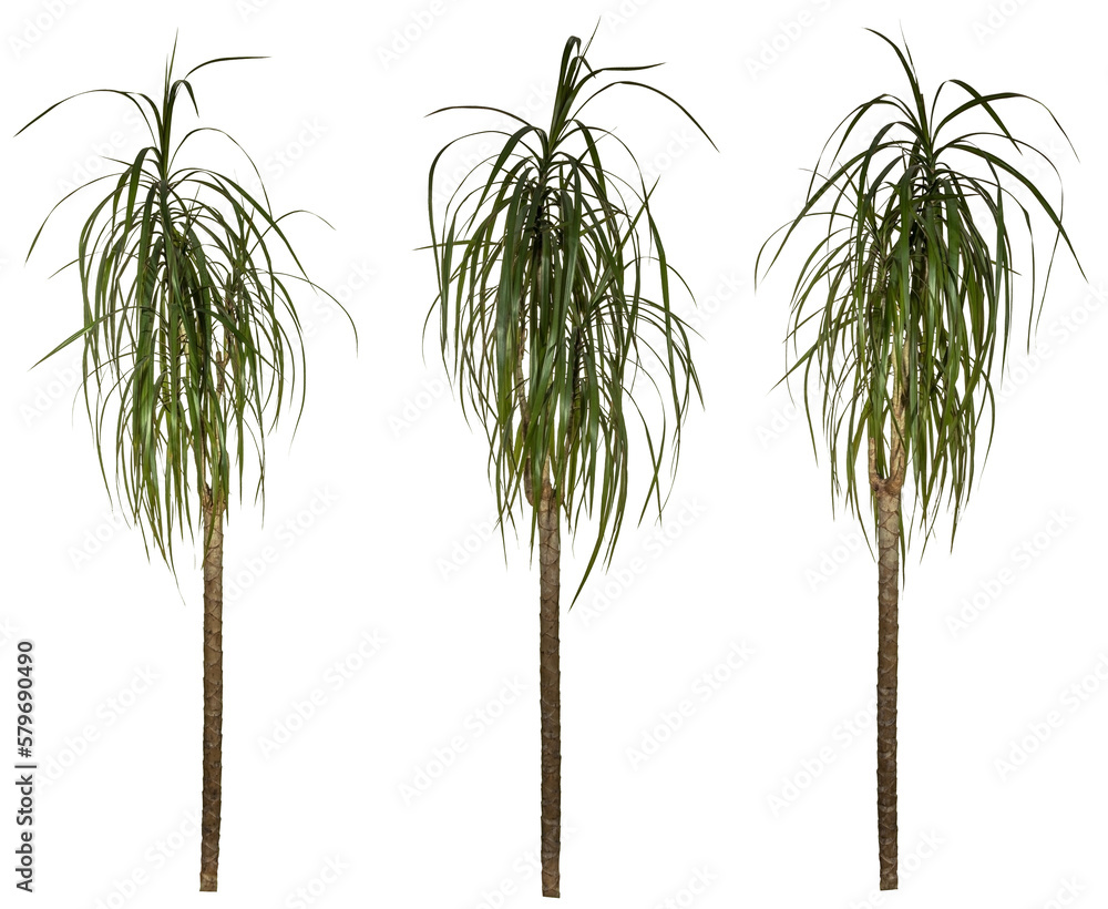 selection of green leaves of a palm / dracaena / dragon tree isolated ...