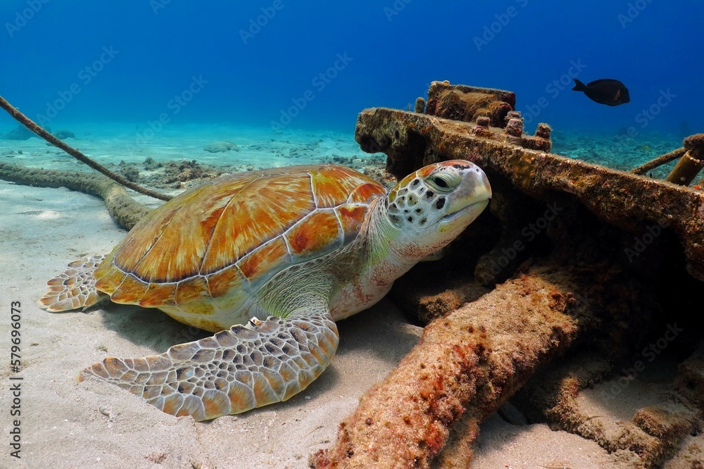 Cute sea turtle (Chelonia mydas) on the ocean bottom and swimming fish ...