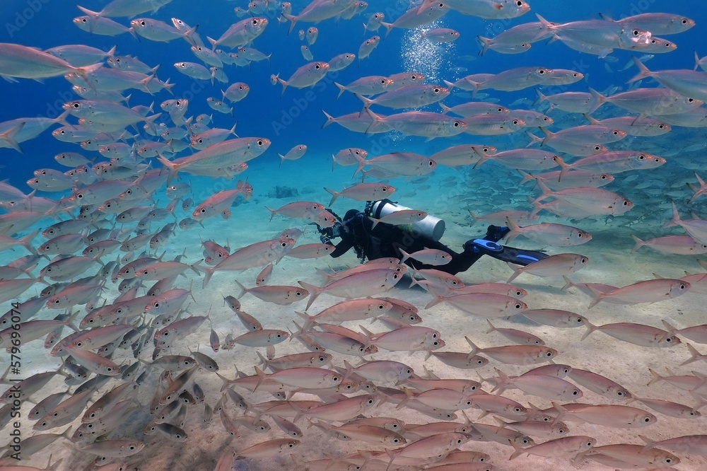Marine wildlife and underwater photographer. Scuba diver swimming with ...