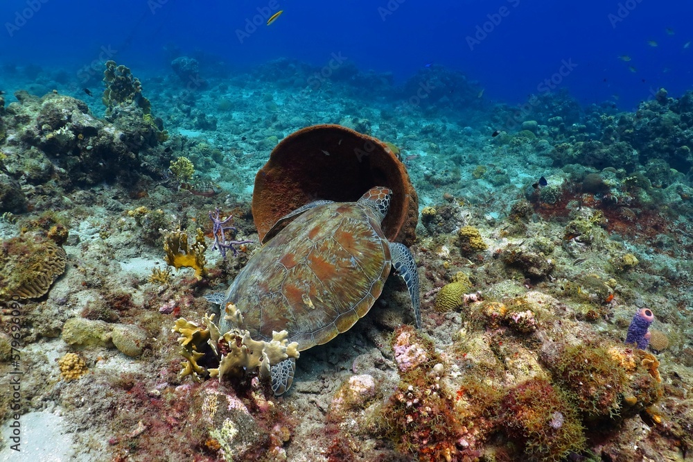 Sleeping cute sea turtle (Chelonia mydas) in the sea sponge. Marine ...